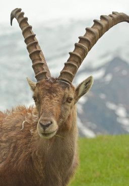 IBEX Wealth Advisors